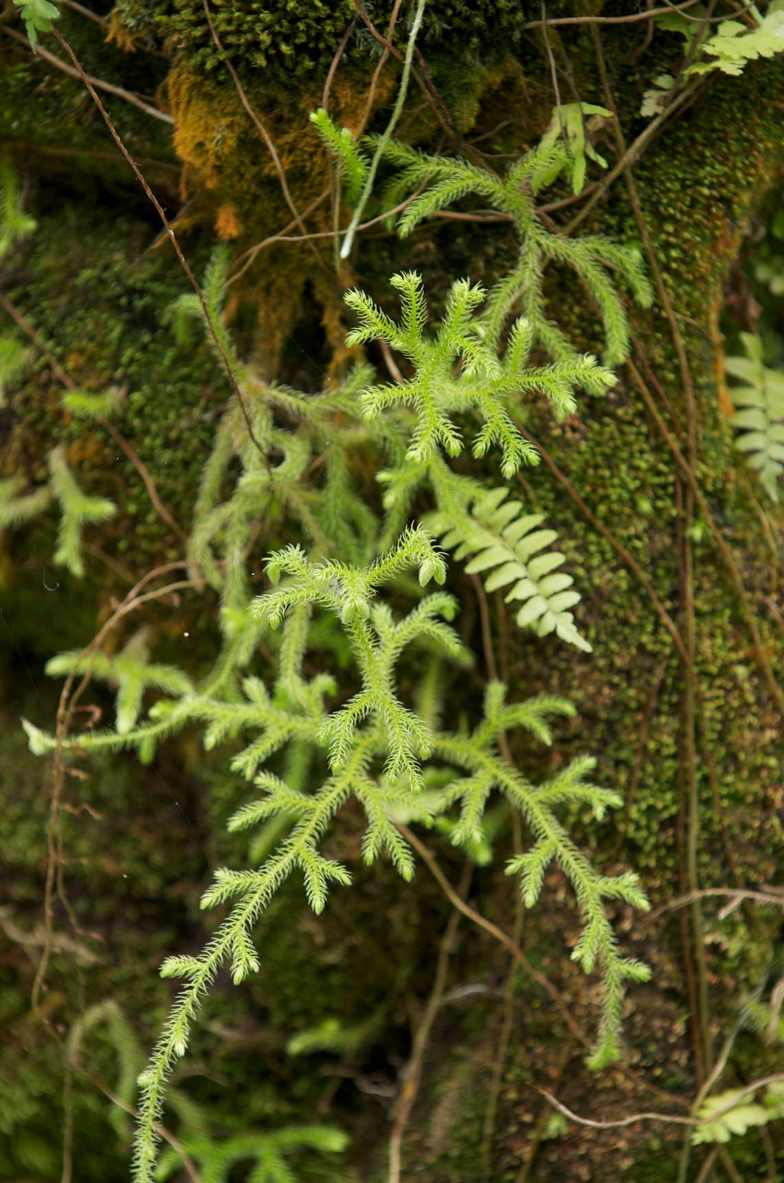 Tamarind Springs, Kuala Lumpur | The most romantic restaurant in KL ...